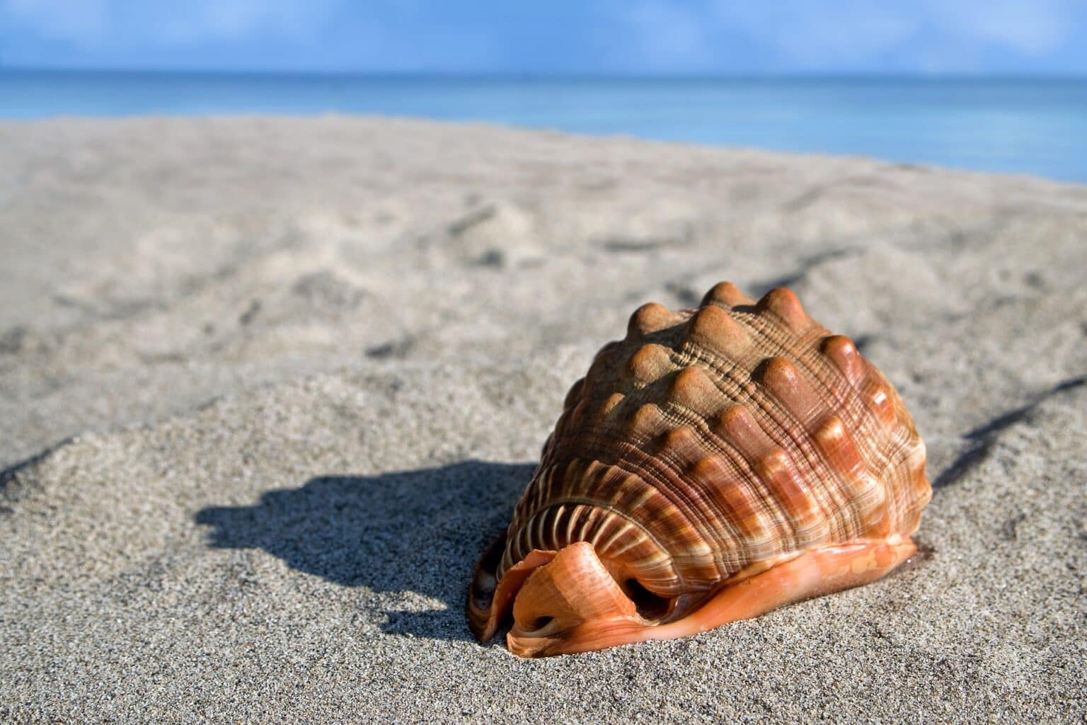 Bahamian Conch Salad: A National Delicacy Explored