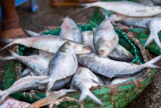 Hilsa Fish Benefits and Cooking Tips: Why It’s Worth the Effort | Remitly