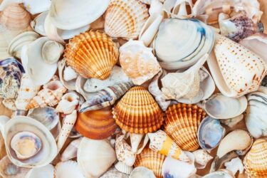 What Is Commodity Money? A Simple Guide | Remitly