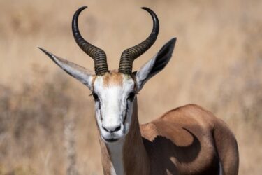 National Animals and their Symbolic Meanings | Remitly