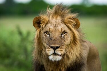 National Animals and their Symbolic Meanings | Remitly