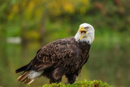 National Animals and their Symbolic Meanings | Remitly