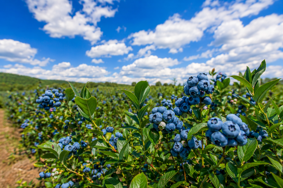 National Blueberry Month 2026: Facts, Recipes & Celebration Ideas | Remitly